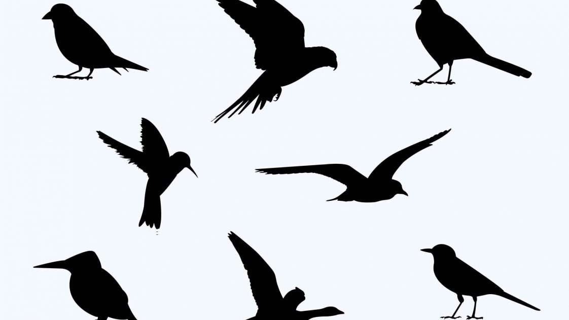 Free Photoshop Birds Brushes - PsFiles